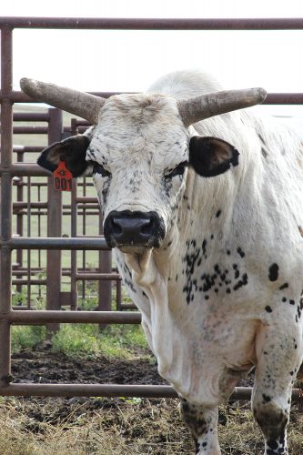At 11 years old, Smooth Operator still dominating PBR | News, Sports ...
